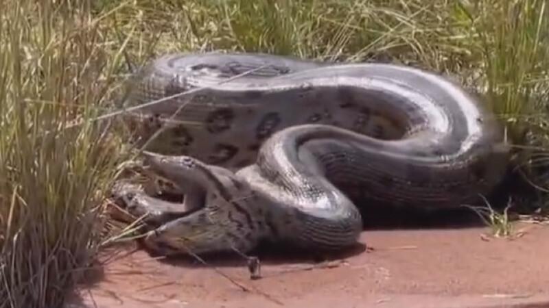 Vídeo mostra o momento em que uma anaconda 'vomita' outra cobra ...