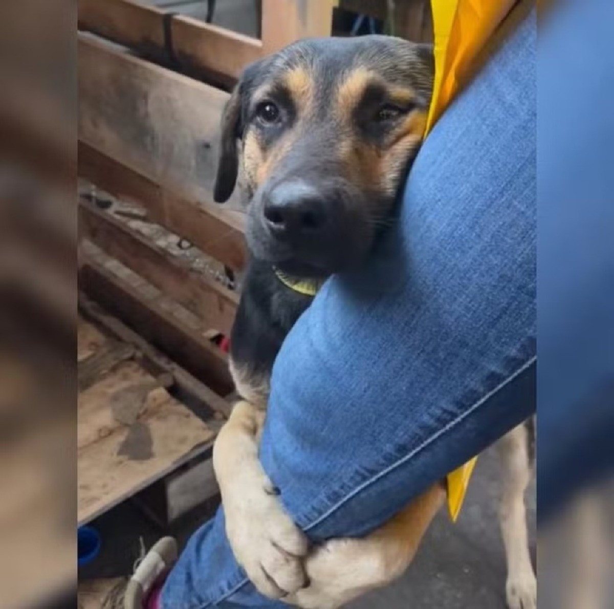 Projeto cria Programa de Recompensa para quem denunciar maus-tratos ... Projeto cria Programa de Recompensa para quem denunciar maus-tratos ...